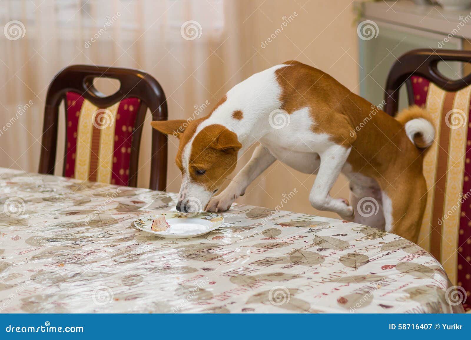 Table Scraps Dog Stock Photos - Free & Royalty-Free Stock Photos from ...