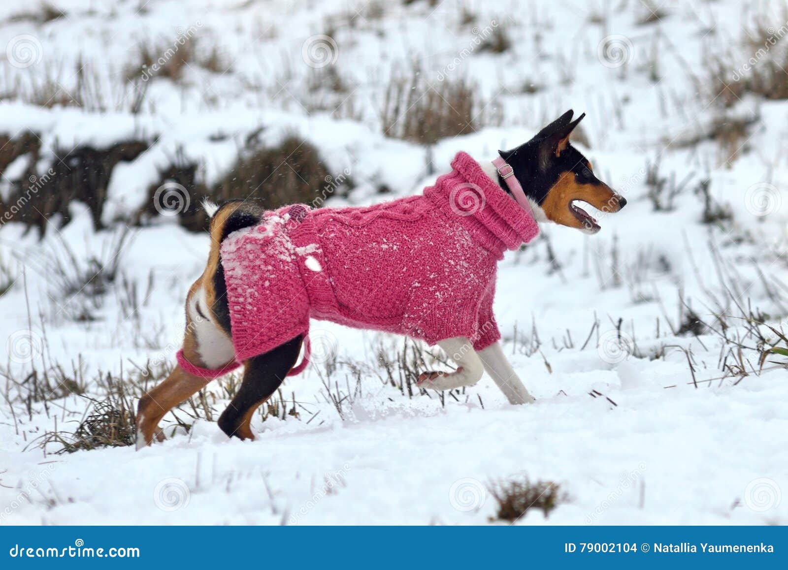 Basenji dog stock photo. Image of coat, rural, animal - 79002104