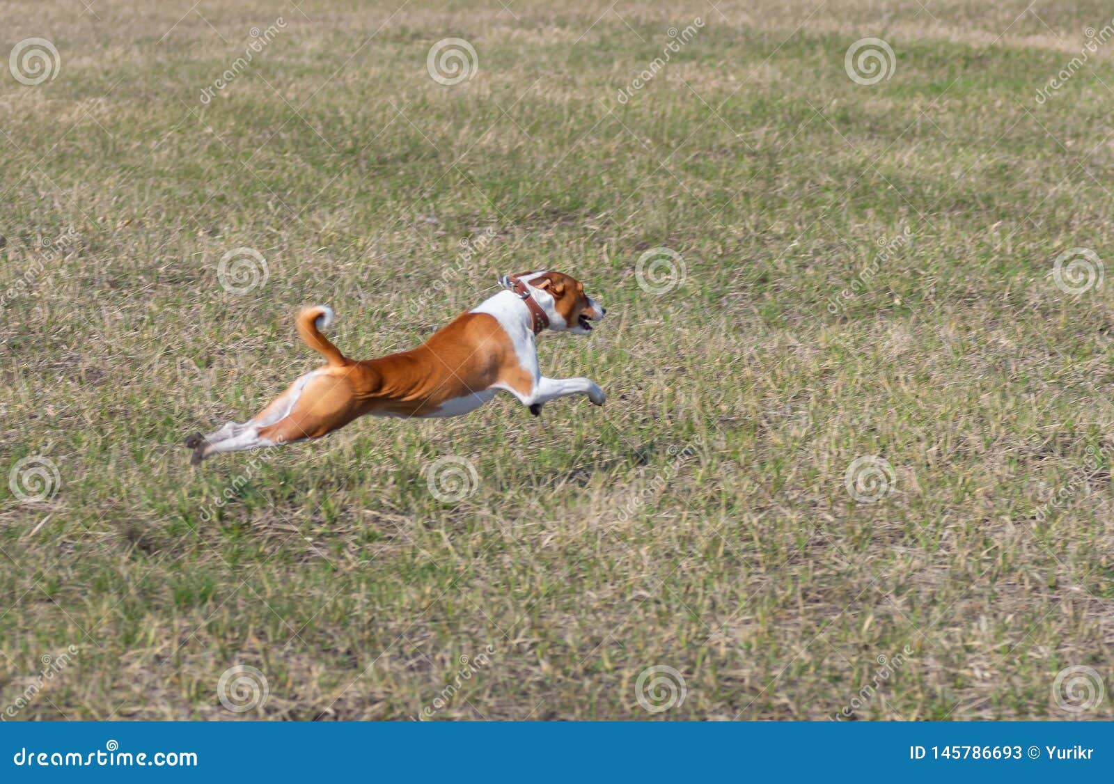 Basenji Dog Flying Over Spring Field Stock Image - Image of ground ...