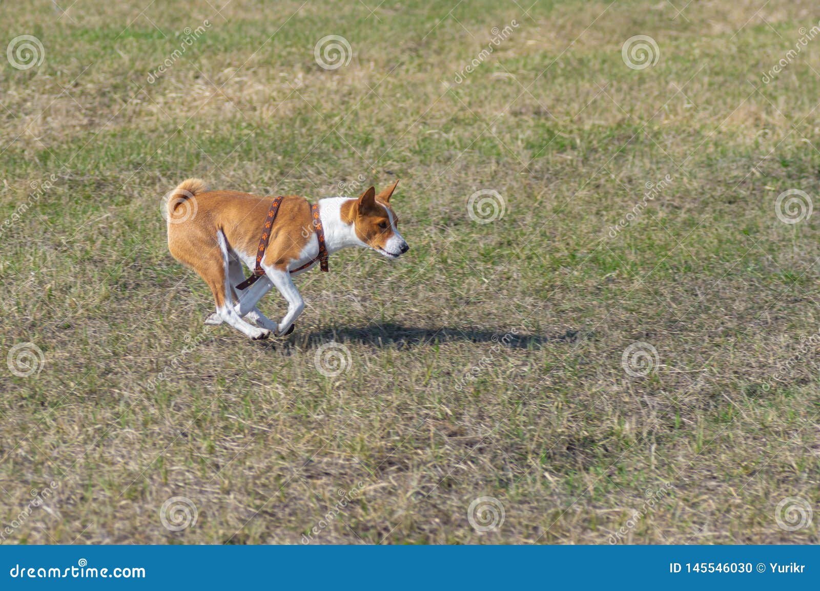 Basenji Dog Galloping in Spring Fields Stock Photo - Image of mature ...