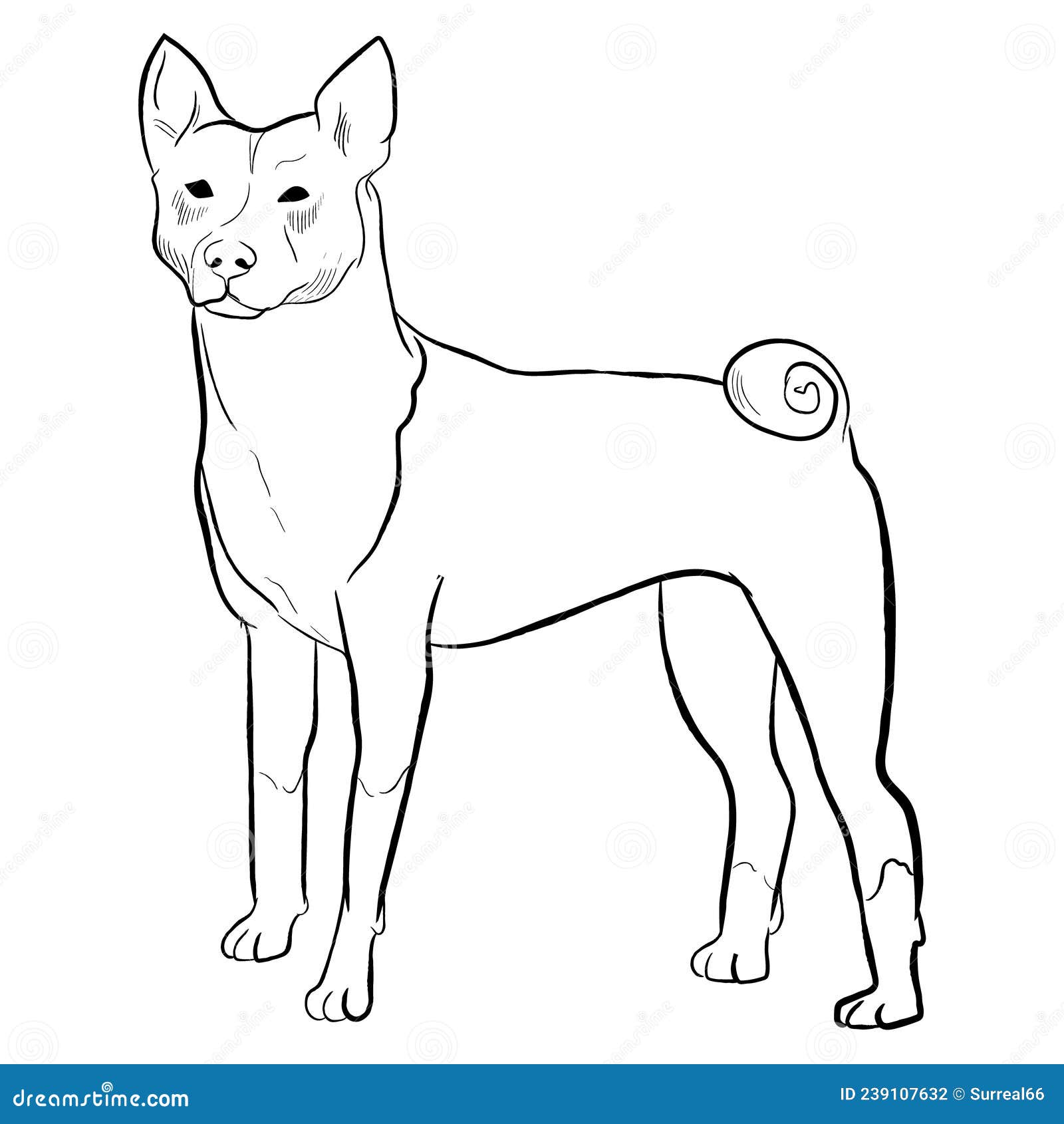 Basenji Dog Isolated on White Background Stock Vector - Illustration of ...