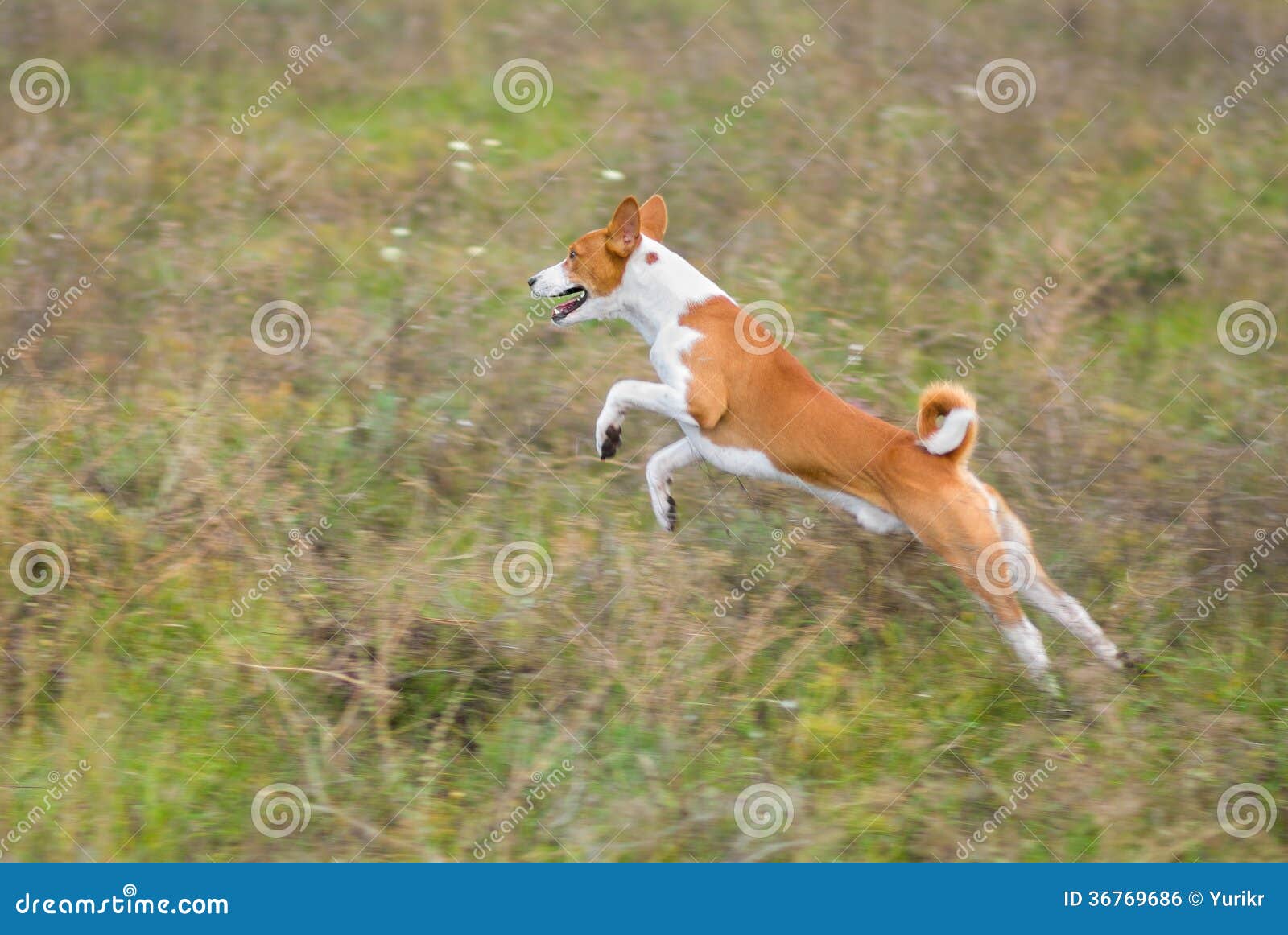 Basenji dog in jump stock photo. Image of jump, figure - 36769686