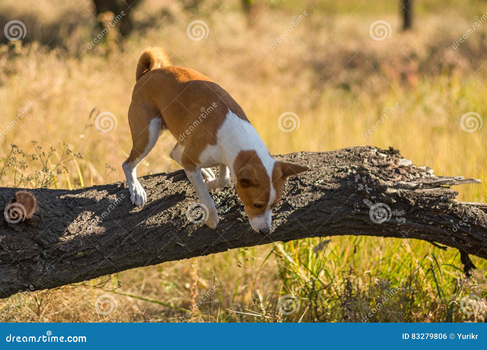 Basenji Dog Jumping Off a Fallen Tree Stock Photo - Image of color ...