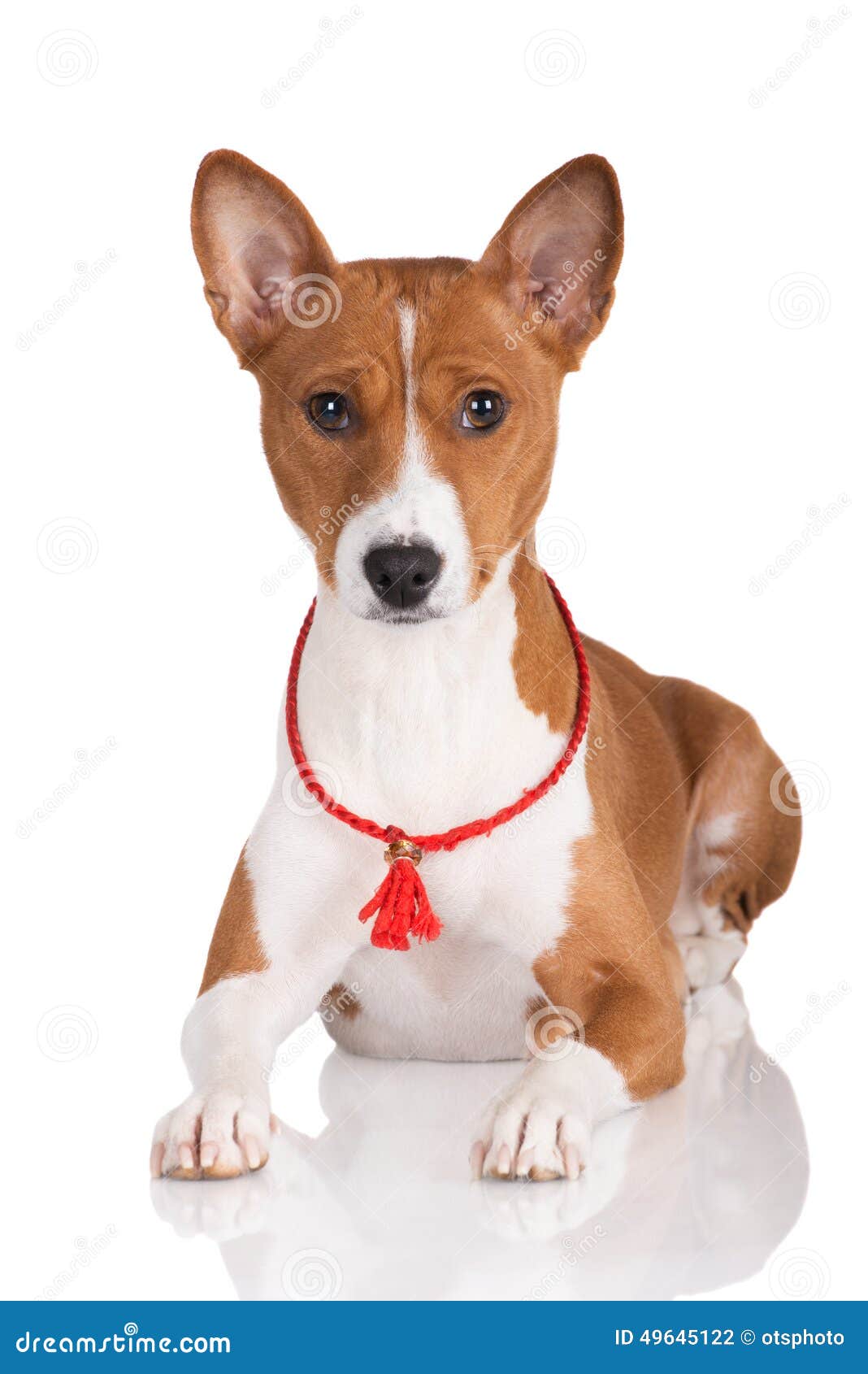Basenji dog lying down stock photo. Image of waiting - 49645122