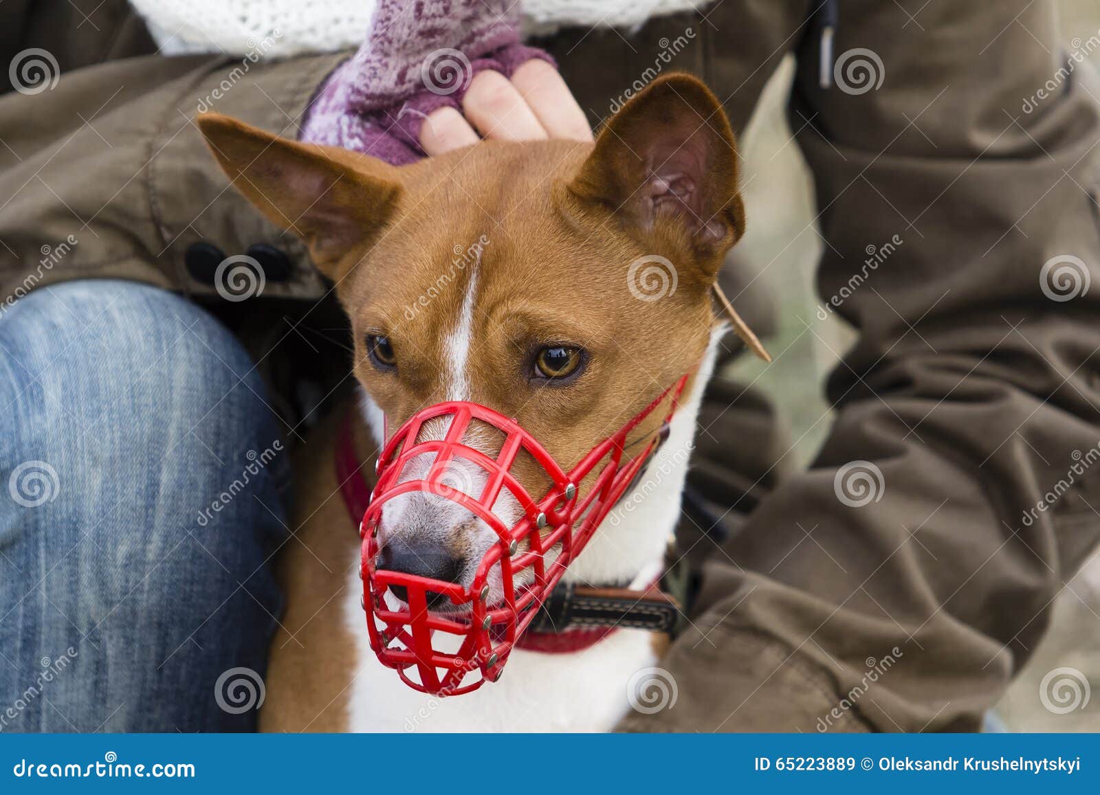Basenji Dog in a Muzzle for Coursing Stock Image - Image of race ...