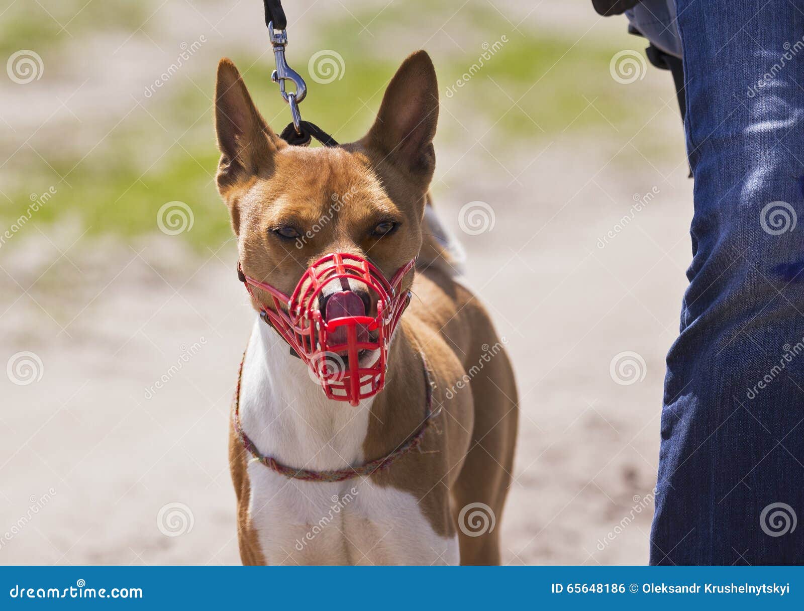 Basenji Dog in a Muzzle for Coursing. Stock Photo - Image of greyhound ...