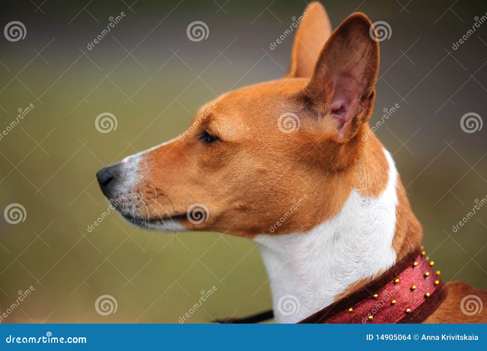 Basenji dog portrait stock photo. Image of adult, brown - 14905064