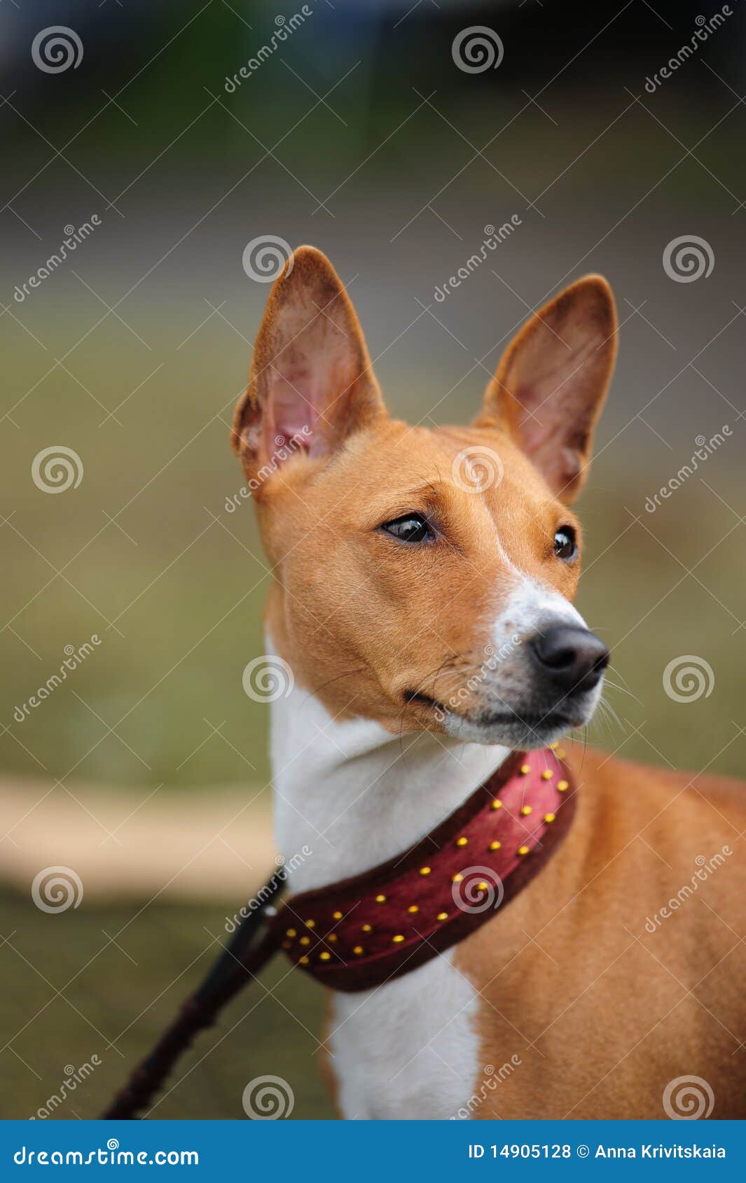 Basenji dog portrait stock photo. Image of alert, africa - 14905128