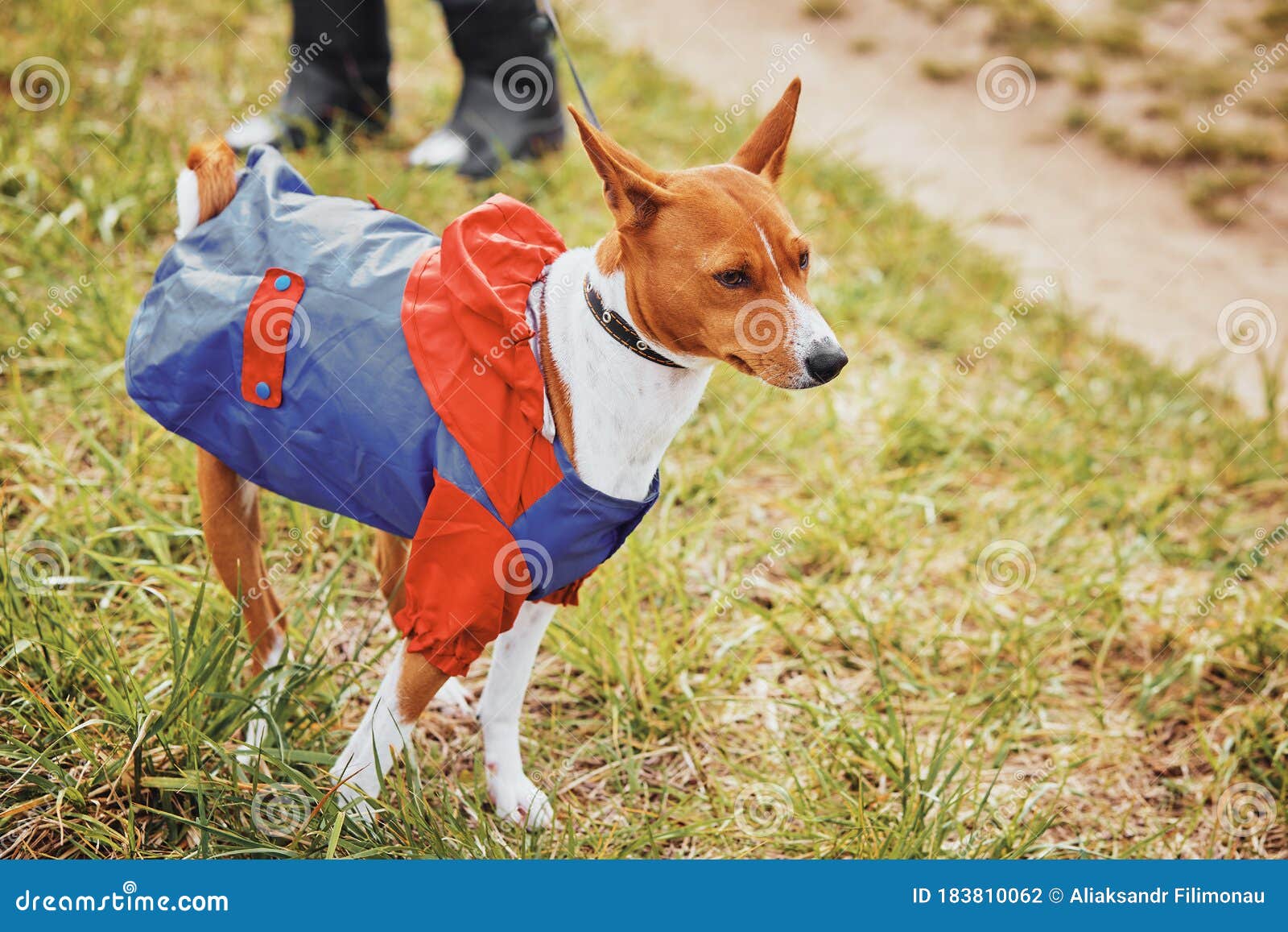 Basenji Dog Portrait, Dressed for Spring Walks in the Rain on a ...