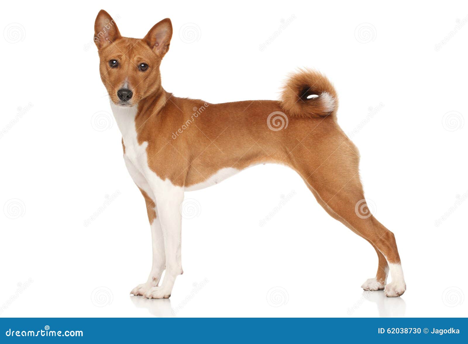 Basenji Dog Stock Photo | CartoonDealer.com #10848360