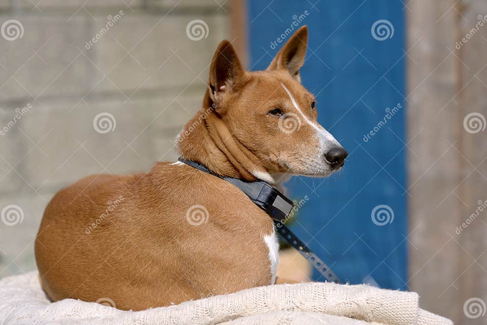 Basenji Dog stock photo. Image of lying, collar, basenji - 44500610