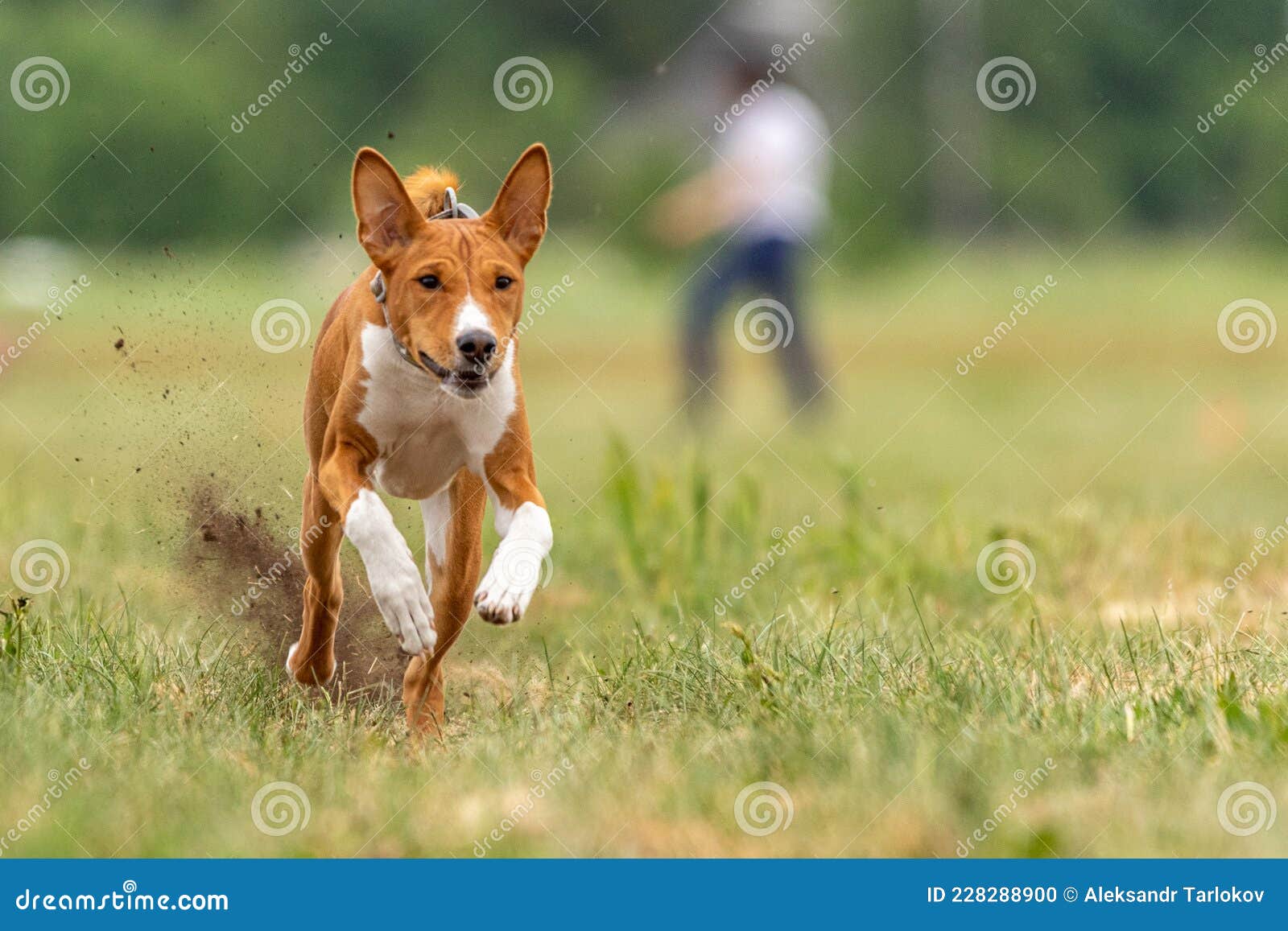 Basenji Dog Running Across the Field Stock Photo - Image of basenji ...