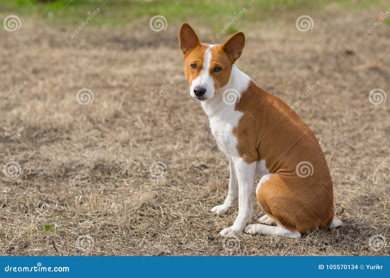 Basenji Dog Sitting on the Ground at Warm Spring Day Stock Photo ...
