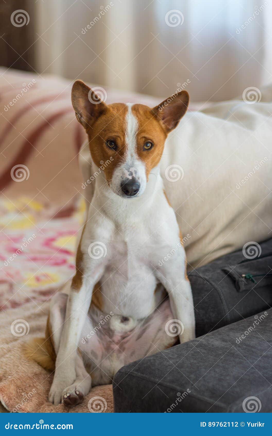 Basenji Dog Sitting on a Sofa after Hard Office Day at Work Stock Photo ...