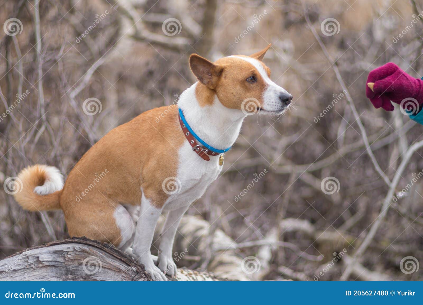 Basenji Dog Sitting on a Tree Branch and Looking on Master Hand Stock ...