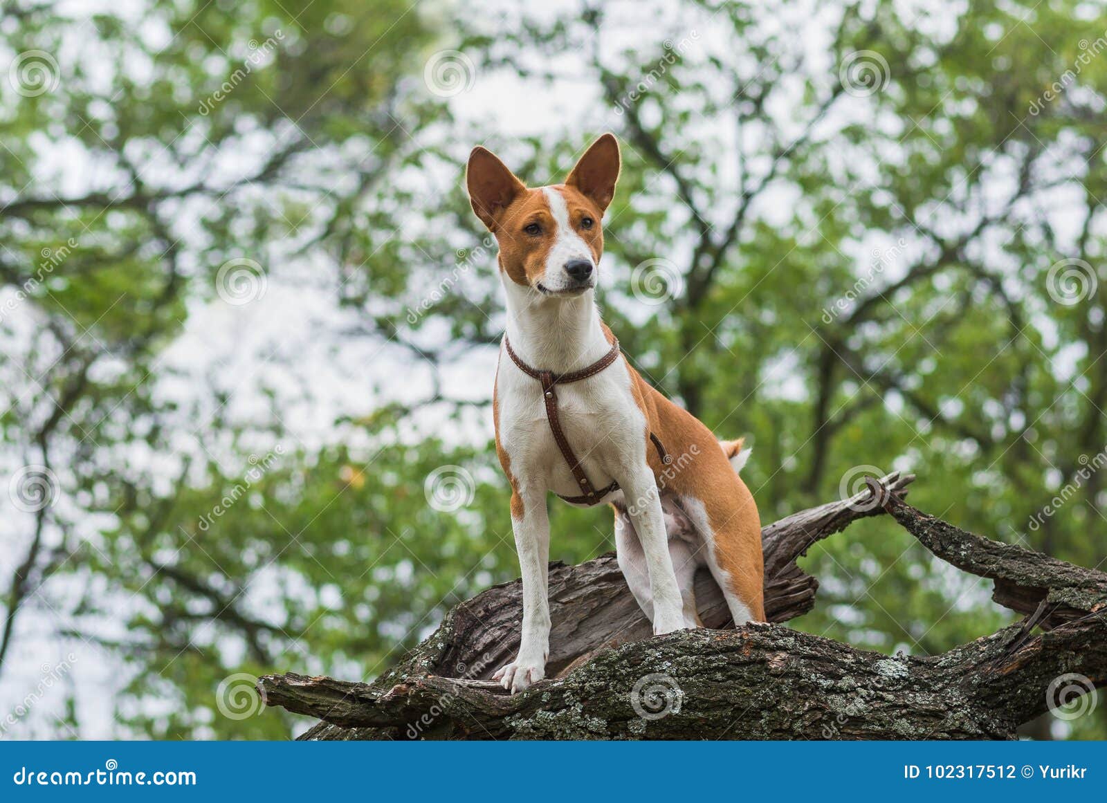 Basenji Dog Standing on a Tree Branch and Looking Down Stock Photo ...
