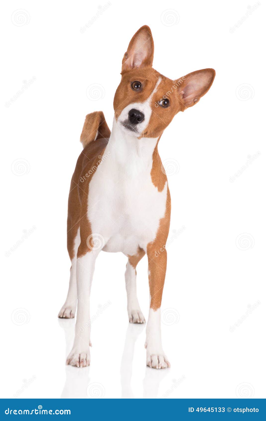Basenji Dog Standing on White Stock Image - Image of purebred, tilt ...