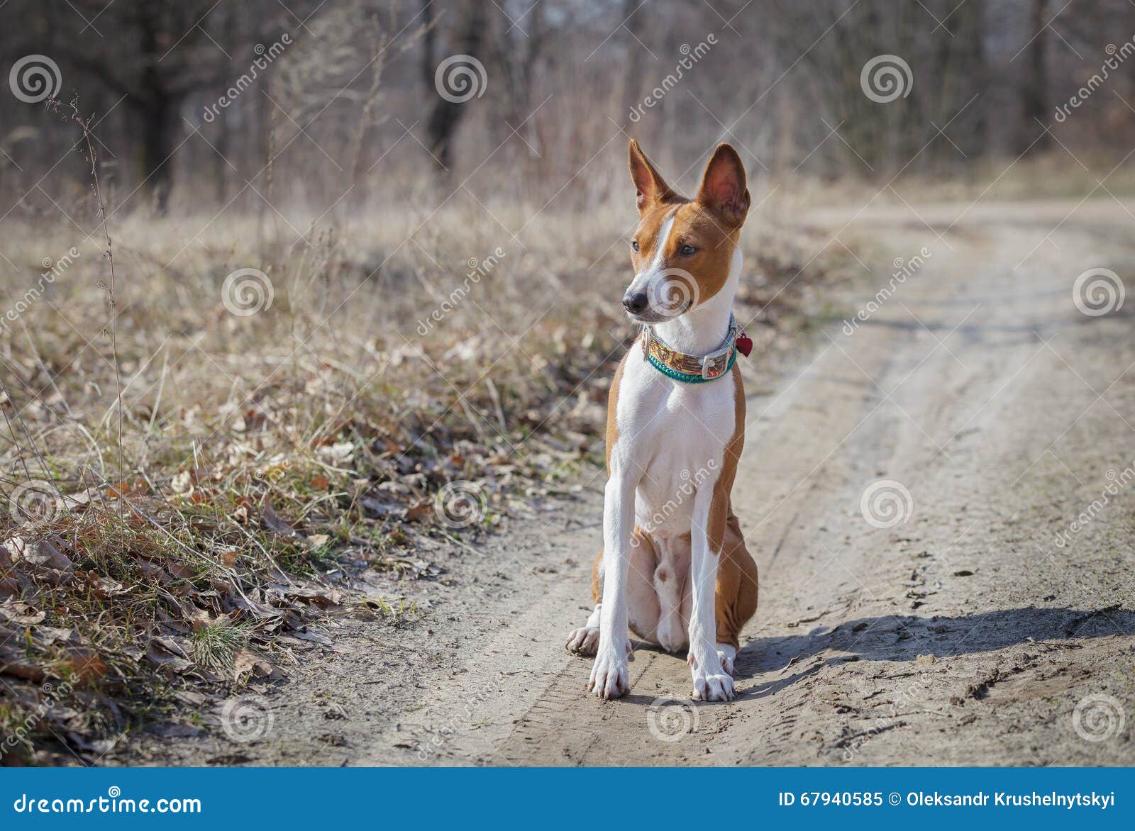 Basenji Dog Walking in the Park Stock Image - Image of climate, animal ...