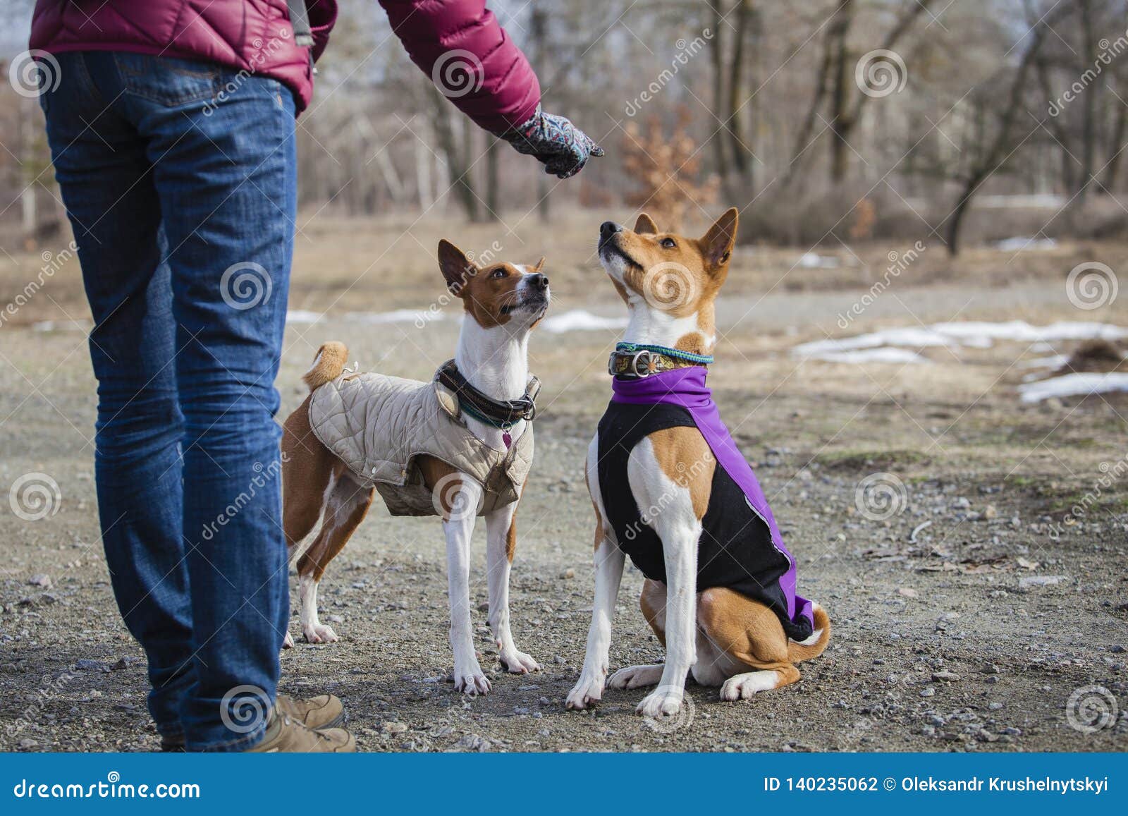 The Basenji Dog Walks in the Park Stock Photo - Image of landscape ...