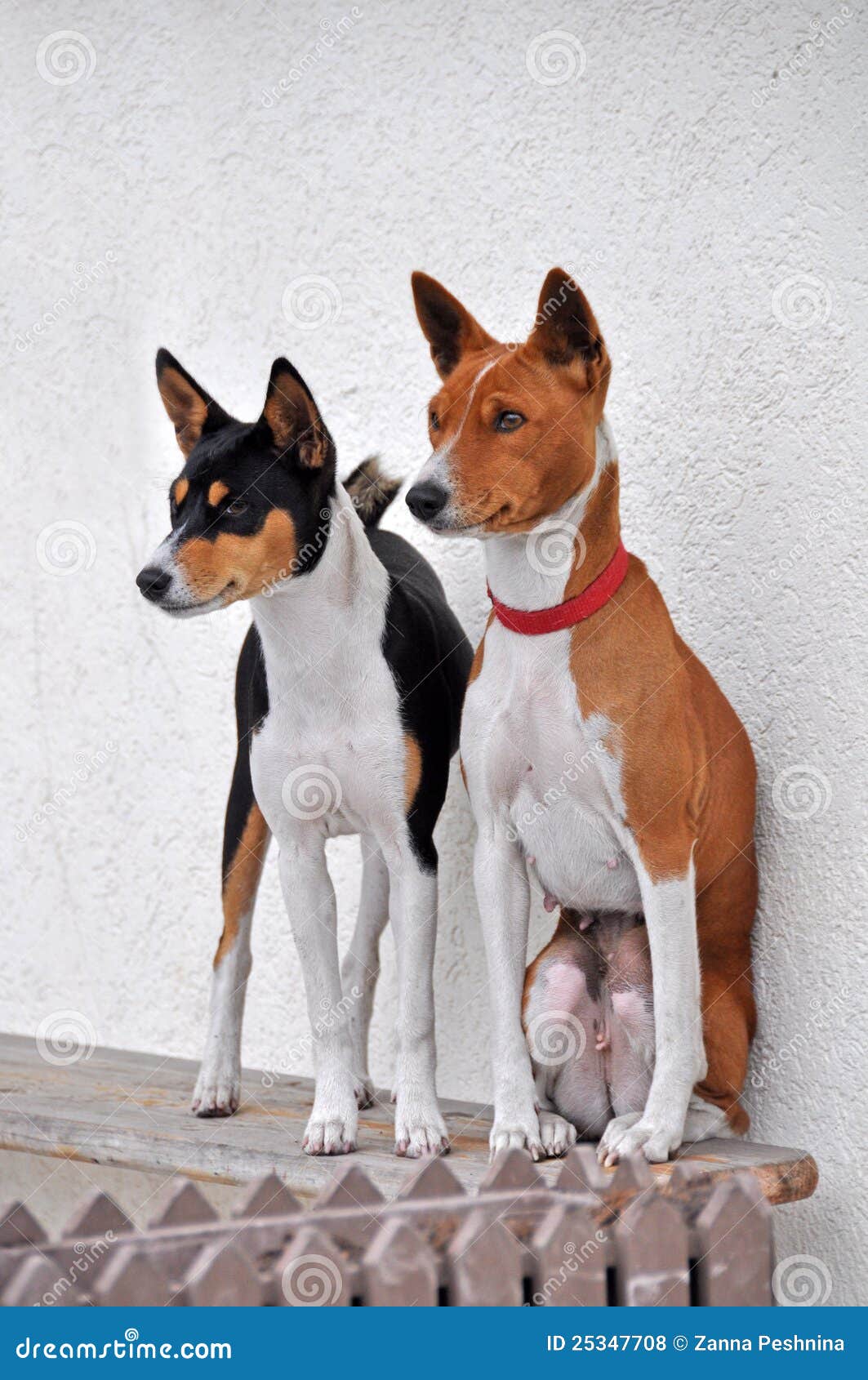 1,405 Basenji Sitting Stock Photos - Free & Royalty-Free Stock Photos ...