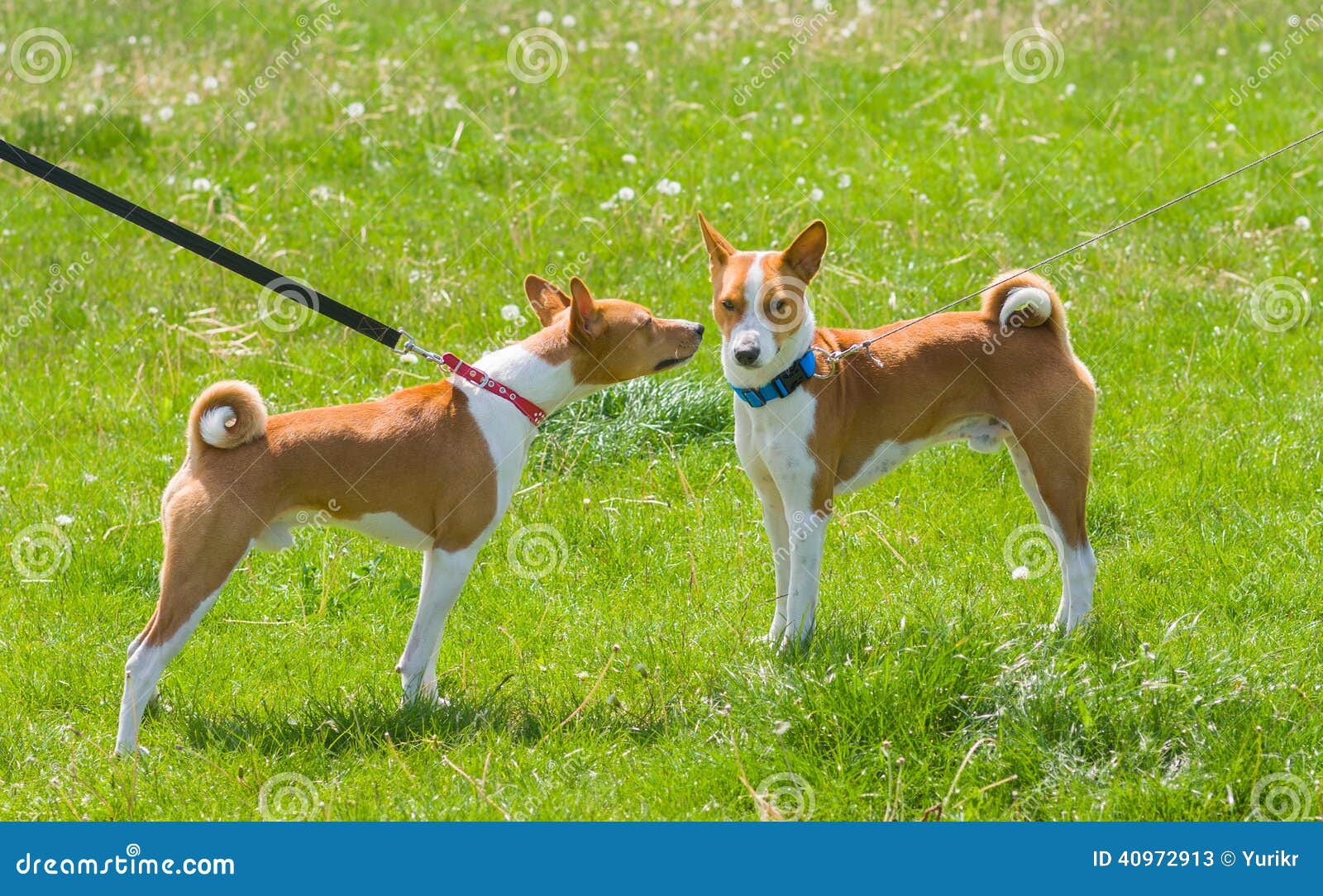 Basenji dogs stock image. Image of relaxation, contact - 40972913