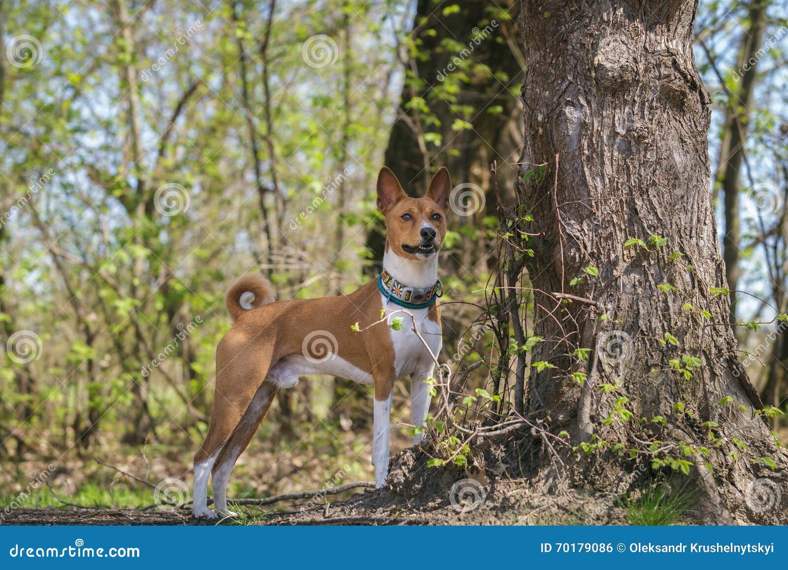 Basenji Dogs Walk in the Park. Spring Stock Photo - Image of climate ...