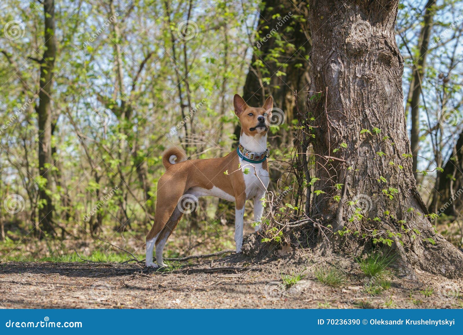 Basenji Dogs Walk in the Park. Spring Stock Photo - Image of mammal ...