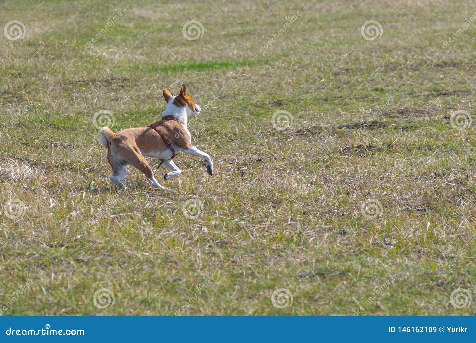 Basenji Doing Turn while Galloping in Spring Fields Stock Image - Image ...