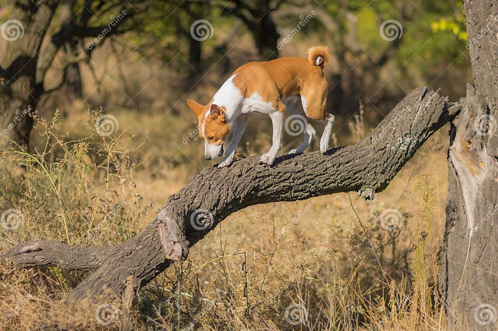 Basenji Exploring Nearest Territory on a Broken Tree Branch at Sunny ...
