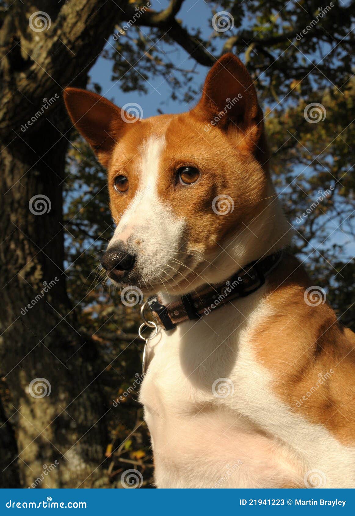 Basenji Hunter on the Lookout Stock Image - Image of gaze, animals ...