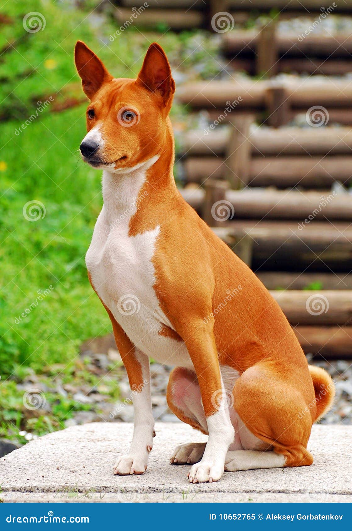 Basenji hunting dog stock image. Image of athletic, affectionate - 10652765