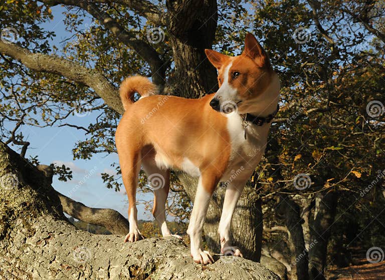 Basenji hunting dog stock photo. Image of animal, gaze - 21941200