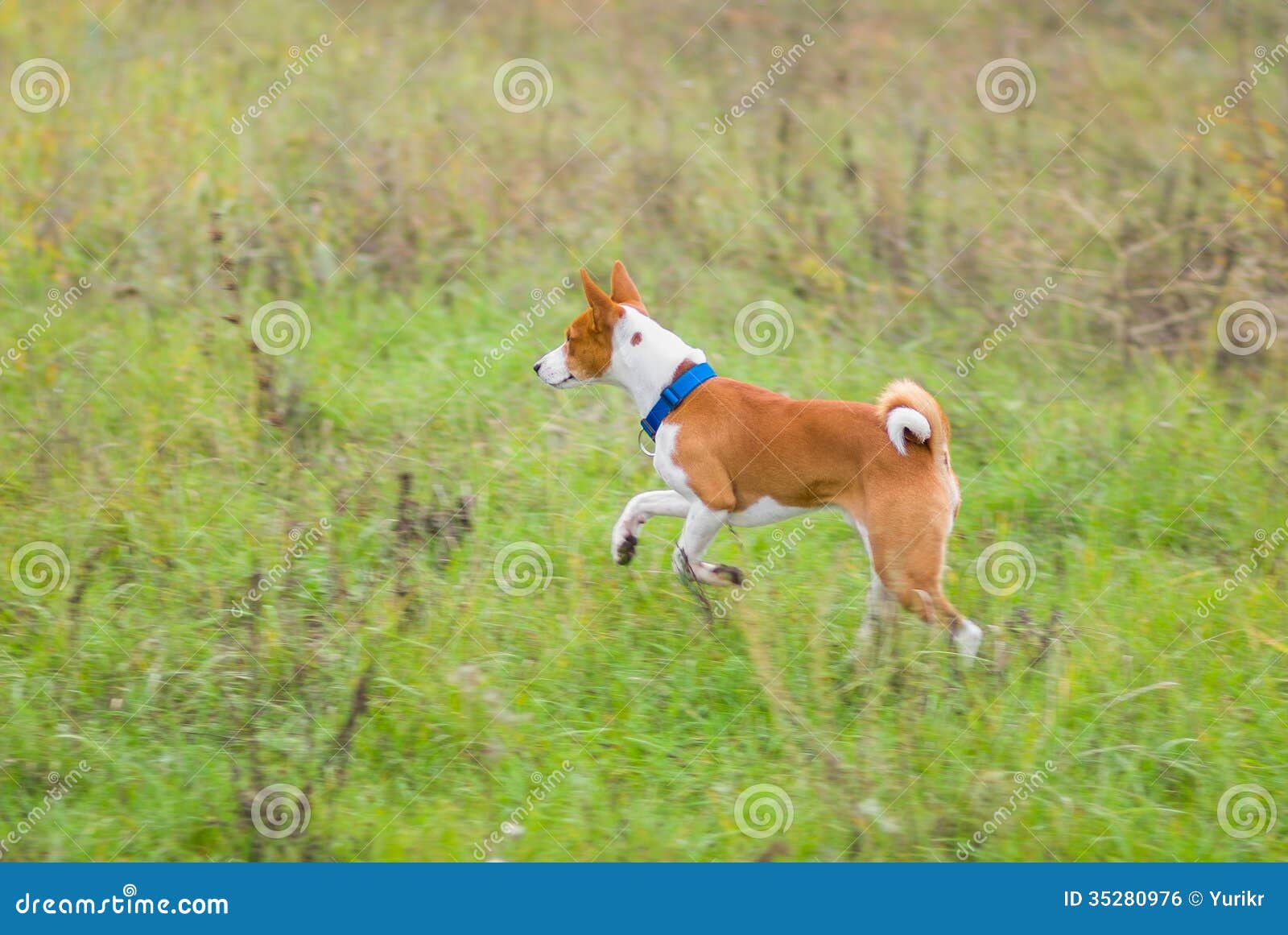 Basenji pies w ruchu zdjęcie stock. Obraz złożonej z ziele - 35280976