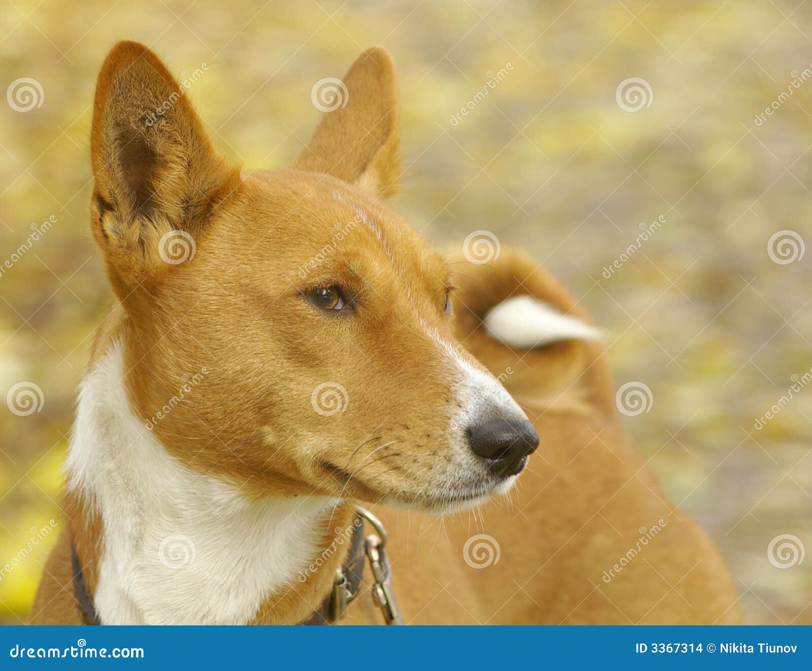 Basenji portrait stock photo. Image of expression, muzzle - 3367314