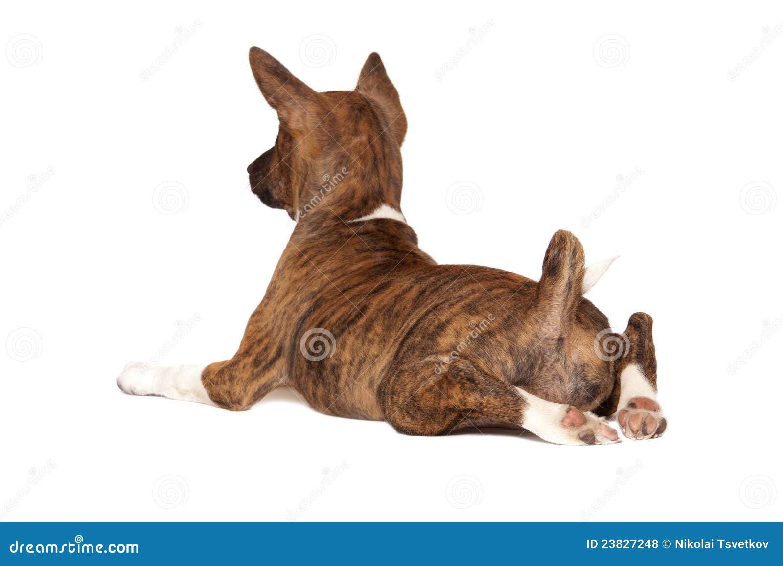 Basenji Dog Puppy On Grey Background Stock Image | CartoonDealer.com ...