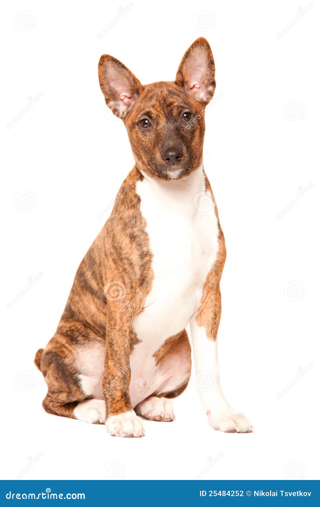 Basenji Dog Puppy On Grey Background Stock Image | CartoonDealer.com ...