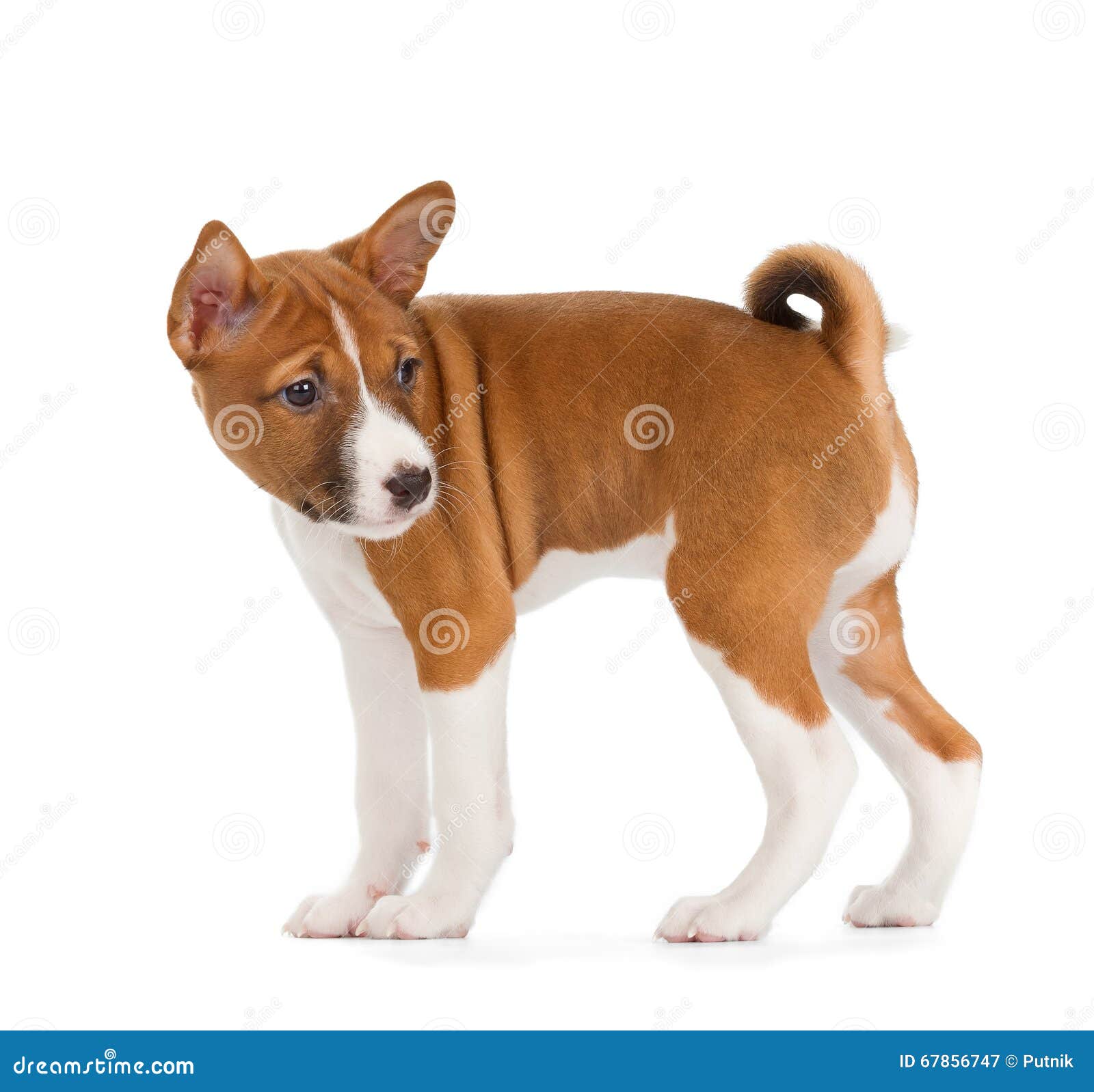 Basenji puppy stock image. Image of healthy, breed, cute - 67856747