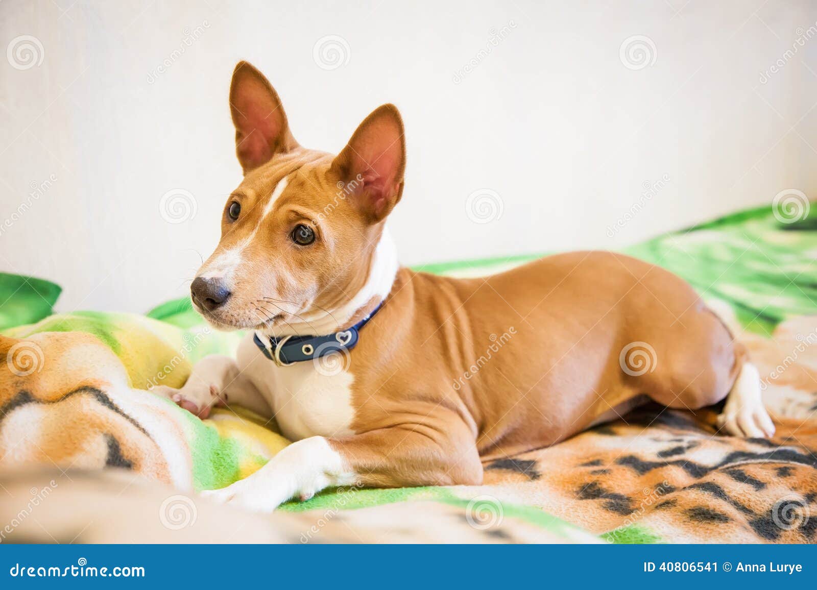 Basenji Puppy Lying on a Bed Stock Image - Image of beautiful, white ...