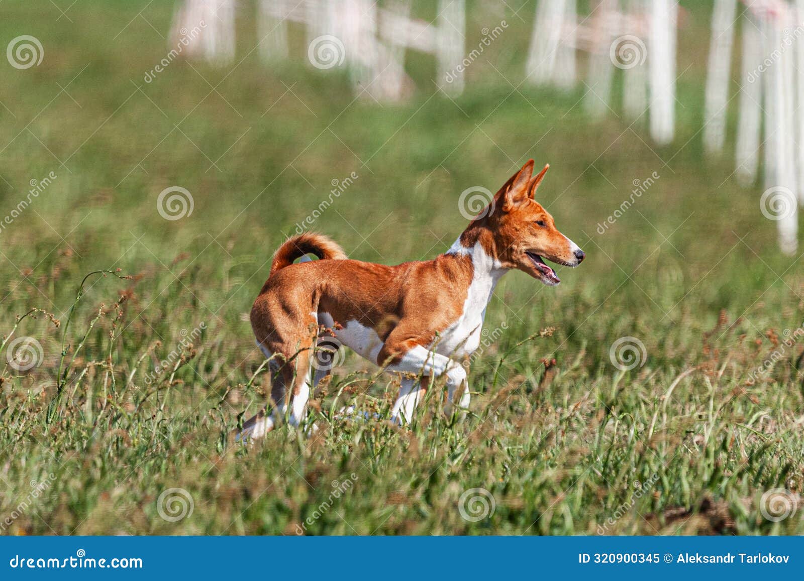 Basenji Puppy Red and White First Time Running in Field on Competition ...