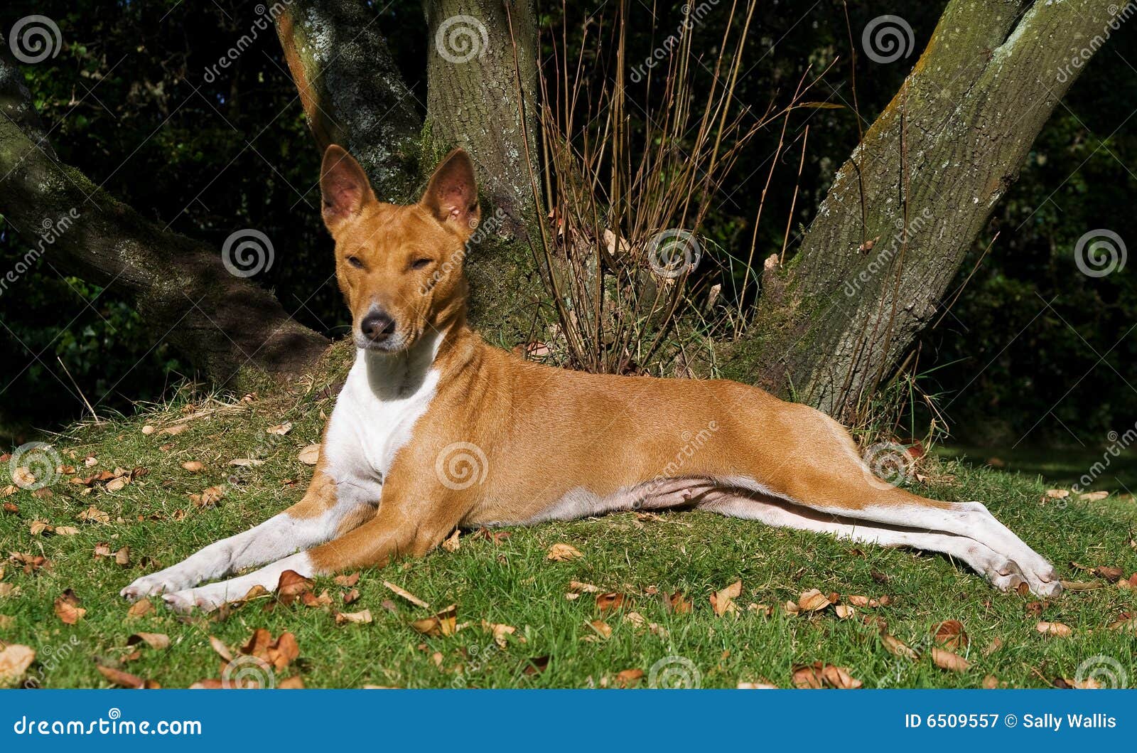 Basenji reclining stock image. Image of tree, pedigree - 6509557