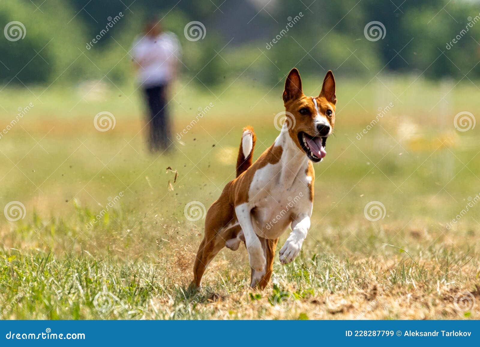 Basenji Running Full Speed at Lure Coursing Sport Stock Image - Image ...