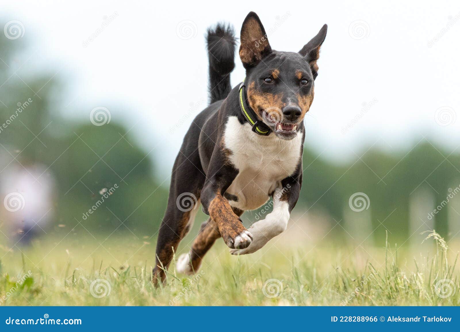 Basenji Running Qualification for Lure Coursing Stock Photo - Image of ...