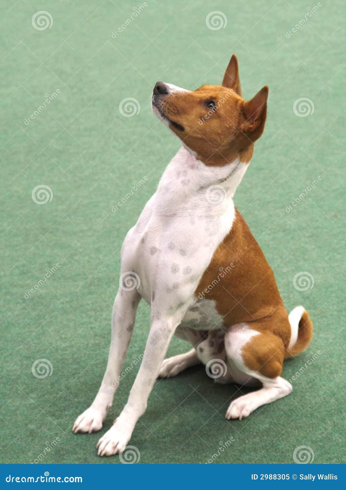 Basenji sitting stock image. Image of legs, expectant - 2988305