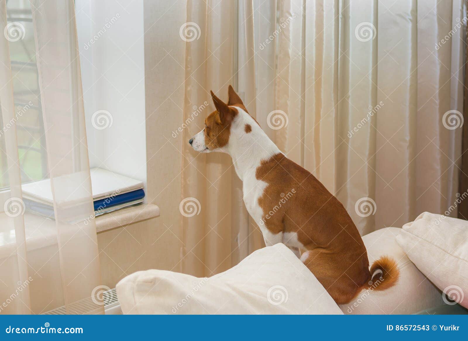 Basenji Sitting on the Sofa at the Window and Waiting Stock Image ...