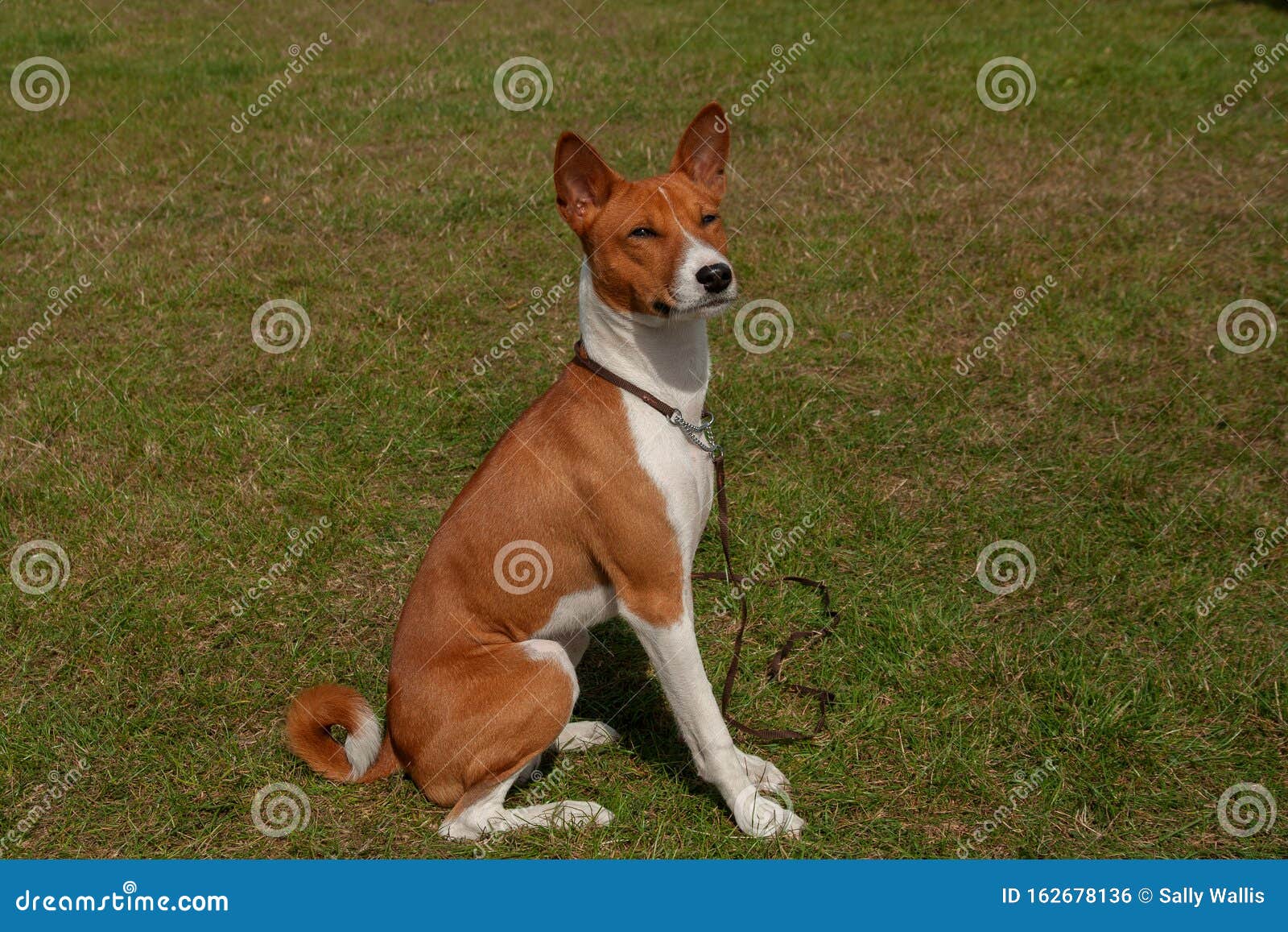 Basenji Sitting To Attention Stock Photo - Image of mammal, leaf: 162678136
