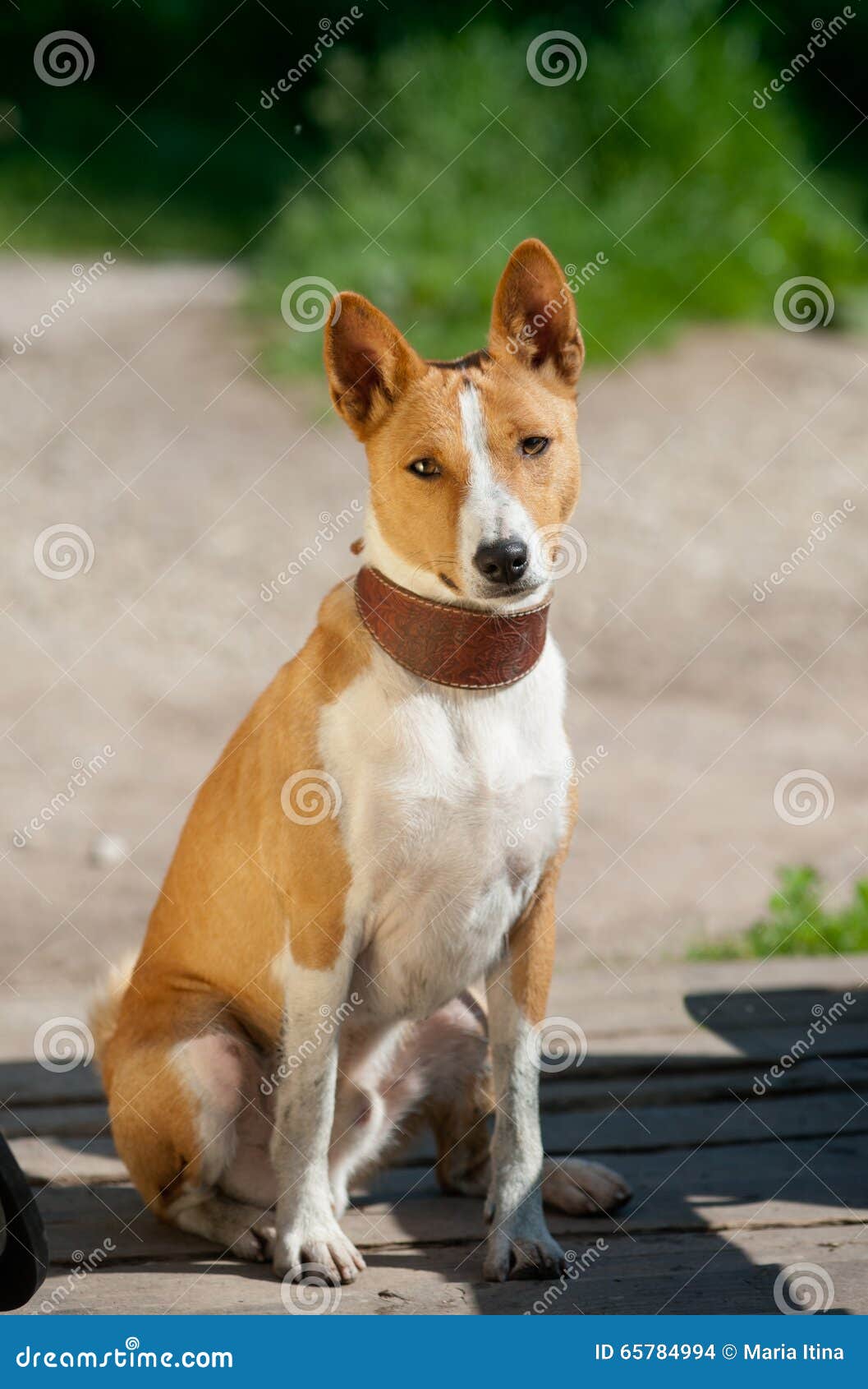 Basenji stock photo. Image of lawn, brown, education - 65784994