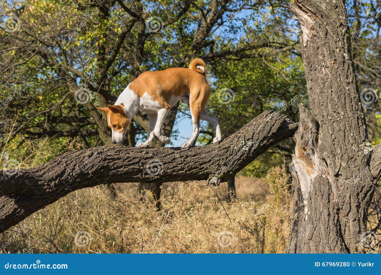 Basenji Strolling on a Broken Tree Branch in Search of Food at Sunny ...