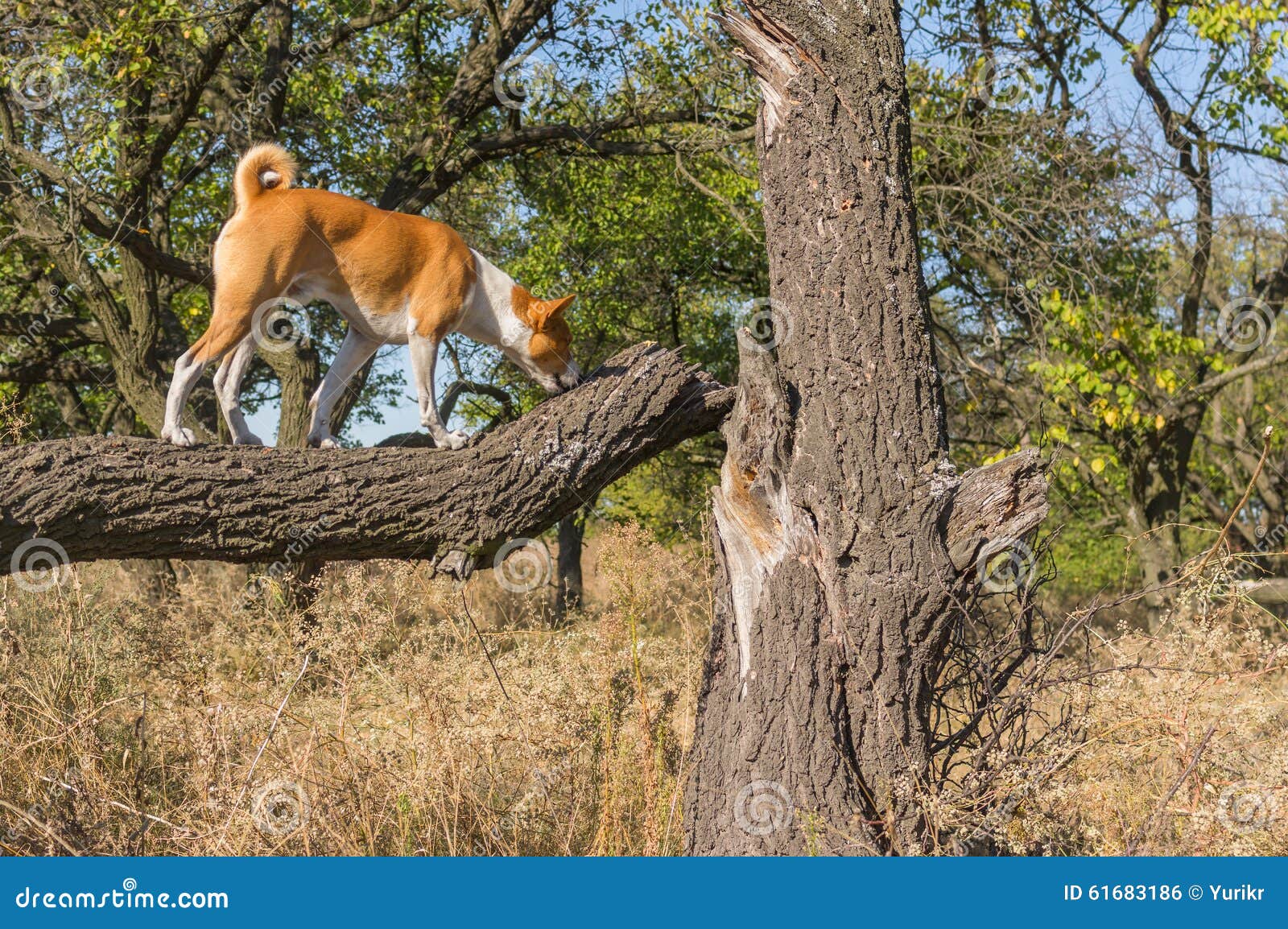 Basenji Strolling on a Tree Branchsr Sunny Day Stock Photo - Image of ...
