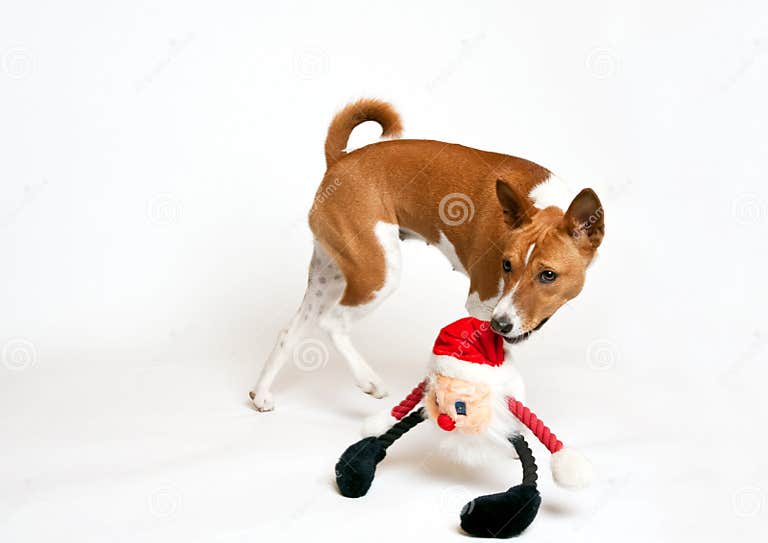 Basenji with toy in mouth stock photo. Image of legs, hound - 9245654