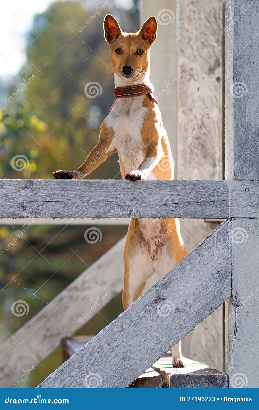 Basenjis dog stock image. Image of pavilion, basenjis - 27196223